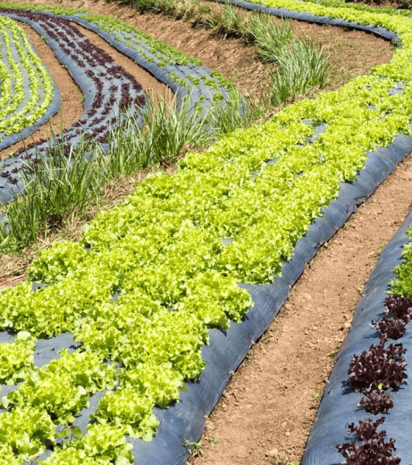 Agricultural Film Melbourne | Green Master Packaging